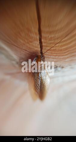 Amber Wood Cockroach (Ectobius vittiventris Stock Photo - Alamy