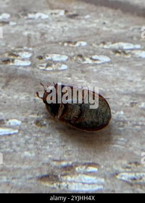 Black Carpet Beetles (Attagenus Stock Photo - Alamy