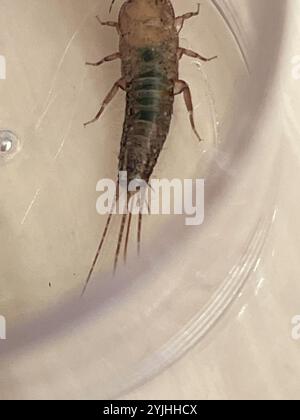 Four-lined Silverfish (Ctenolepisma lineatum Stock Photo - Alamy
