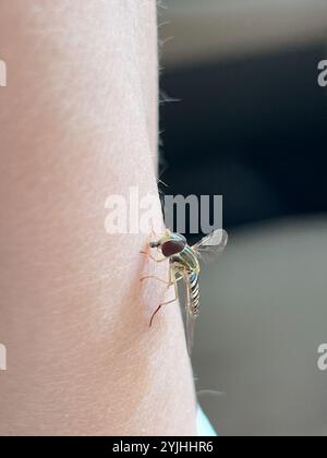 Maize Calligrapher (Toxomerus politus Stock Photo - Alamy