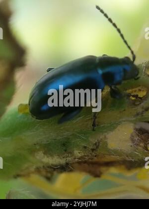 Metallic Flea Beetles (Altica Stock Photo - Alamy