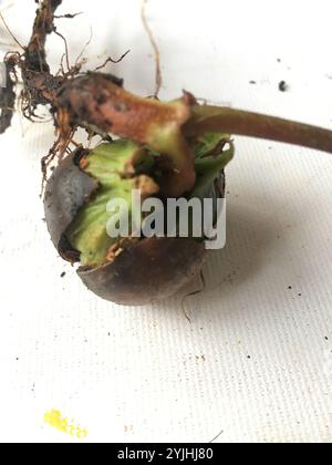 Andean oak (Quercus humboldtii Stock Photo - Alamy