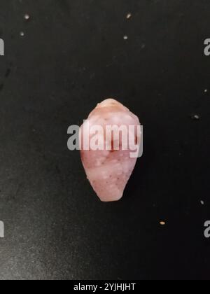 Coronated Cone (Conus coronatus Stock Photo - Alamy