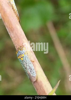 Broad-Headed Sharpshooter (Oncometopia orbona) roosting on a leaf, side ...