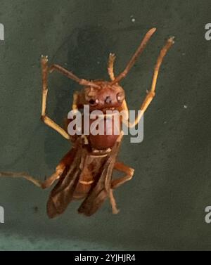 Southern Paper Wasp (Polistes bellicosus Stock Photo - Alamy