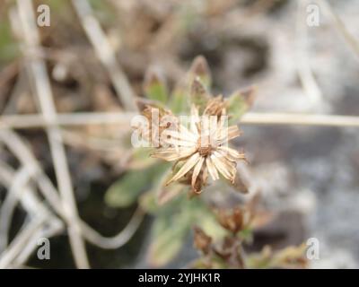 Starved Daisy (Erigeron miser Stock Photo - Alamy