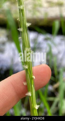 northern wild rice (Zizania palustris Stock Photo - Alamy