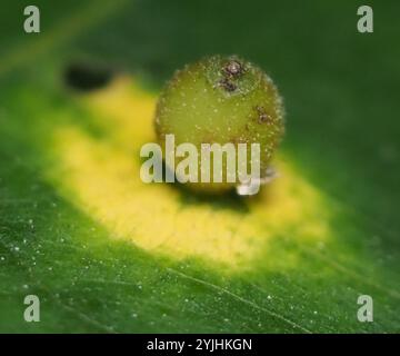 Hickory Sticky Ginger Jar Gall Midge (Caryomyia viscidolium Stock Photo ...