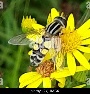 Trivittate Marsh Fly (Helophilus trivittatus Stock Photo - Alamy