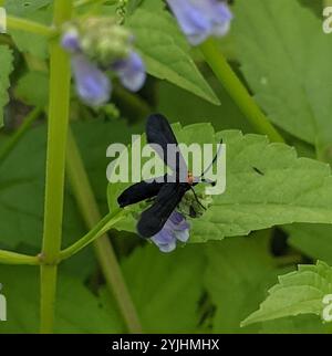 Grapeleaf Skeletonizer Moth (Harrisina americana Stock Photo - Alamy