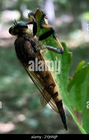 Red-footed Cannibal Fly (Promachus rufipes Stock Photo - Alamy