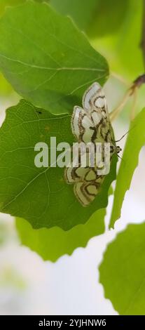 Beautiful China-mark (Nymphula nitidulata Stock Photo - Alamy