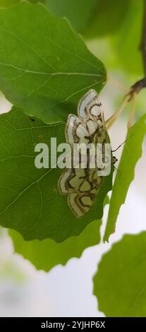 Beautiful China-mark (Nymphula nitidulata Stock Photo - Alamy
