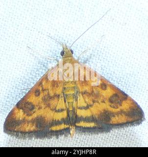 Mottled Pyrausta Moth (Pyrausta subsequalis Stock Photo - Alamy