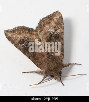 Veiled Ear Moth (Loscopia velata Stock Photo - Alamy