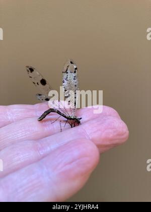 Eastern Spotted-winged Antlion (Dendroleon obsoletus Stock Photo - Alamy