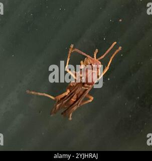 Southern Paper Wasp (Polistes bellicosus Stock Photo - Alamy