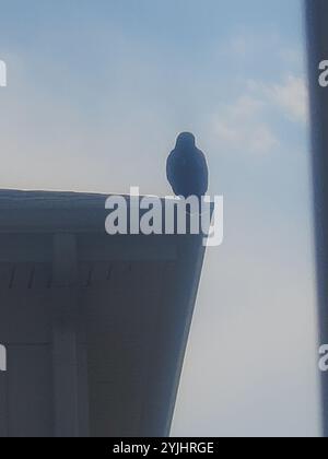 Hawks, Eagles, and Kites (Accipitridae Stock Photo - Alamy