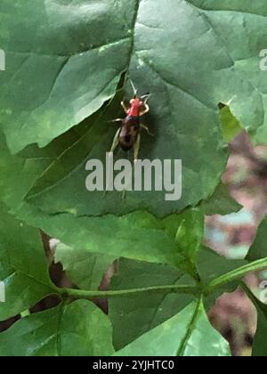 Red-headed Bush Cricket (Phyllopalpus pulchellus Stock Photo - Alamy