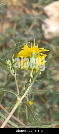 Chinchweed (Pectis papposa Stock Photo - Alamy