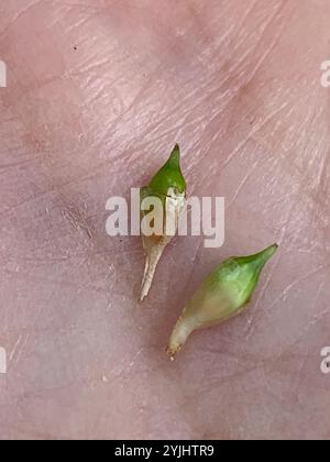Branching Bur-reed (Sparganium androcladum Stock Photo - Alamy