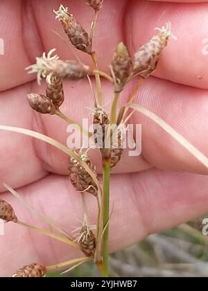 Fringe Rush (Fimbristylis Stock Photo - Alamy