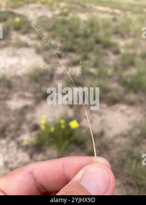gypsum dropseed (Sporobolus nealleyi Stock Photo - Alamy