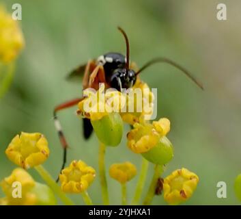 Common Hover Fly Parasitoid Wasp (Diplazon laetatorius Stock Photo - Alamy