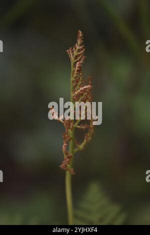 rattlesnake fern (Botrypus virginianus Stock Photo - Alamy