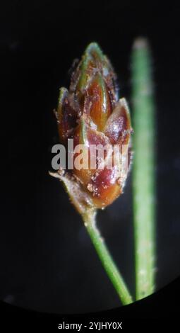 Common Fringe-rush (Fimbristylis dichotoma Stock Photo - Alamy