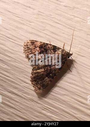 Common Fungus Moth (Metalectra discalis Stock Photo - Alamy