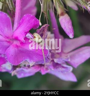 Triangle Crab Spider (Ebrechtella tricuspidata), Arachnida, 5072 ...