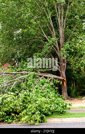 Bradford Pear trees with a large broken branch Stock Photo - Alamy