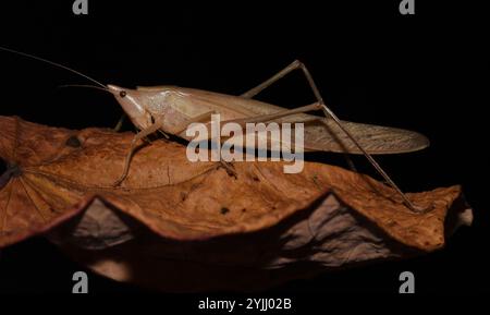 False Robust Conehead (Neoconocephalus bivocatus Stock Photo - Alamy