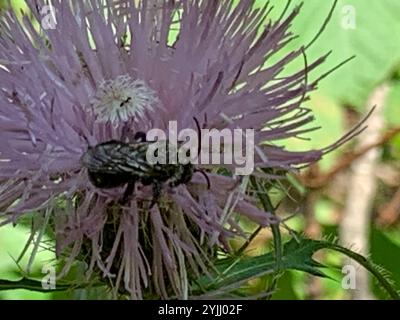 Eastern Thistle Longhorn Bee (Melissodes desponsus) Insecta Stock Photo ...