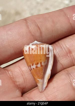 The Captain Cone (Conus capitaneus Stock Photo - Alamy