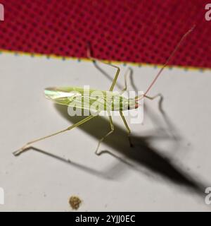 Rice Leaf Bug (Trigonotylus caelestialium Stock Photo - Alamy