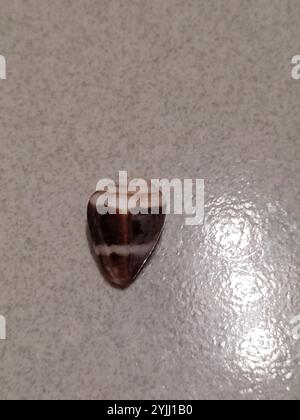 Cone Snails (Conidae Stock Photo - Alamy