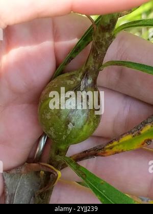 Goldenrod Gall Fly (Eurosta solidaginis), Insecta, Fergus, Montana ...
