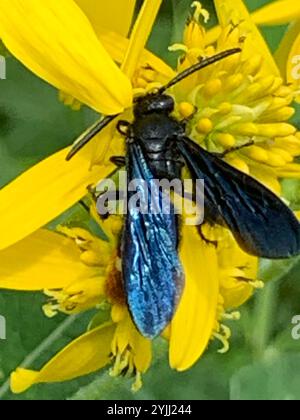 Two-spotted Scoliid Wasp (Scolia dubia dubia Stock Photo - Alamy