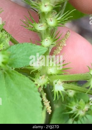 Cuban copperleaf (Acalypha setosa Stock Photo - Alamy