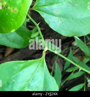 roundleaf greenbrier (Smilax rotundifolia Stock Photo - Alamy
