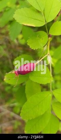 Russian rose (Rosa glabrifolia Stock Photo - Alamy