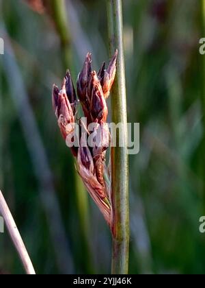 Arctic Rush (Juncus arcticus Stock Photo - Alamy