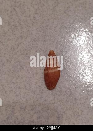 Mitre Snails (Mitridae Stock Photo - Alamy