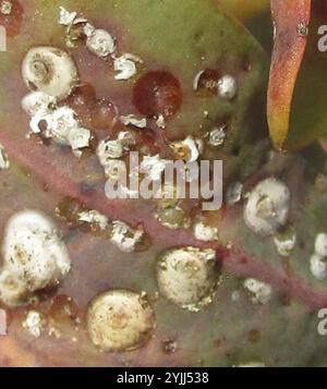Armored Scale Insects (Diaspididae Stock Photo - Alamy