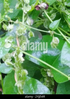 Copse-bindweed (Fallopia dumetorum Stock Photo - Alamy
