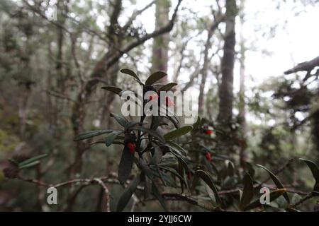 Banyalla (Pittosporum bicolor Stock Photo - Alamy