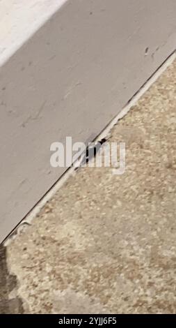 Ring-legged Earwig (Euborellia annulipes Stock Photo - Alamy