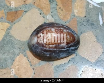 Snakehead Cowrie (Monetaria caputserpentis Stock Photo - Alamy